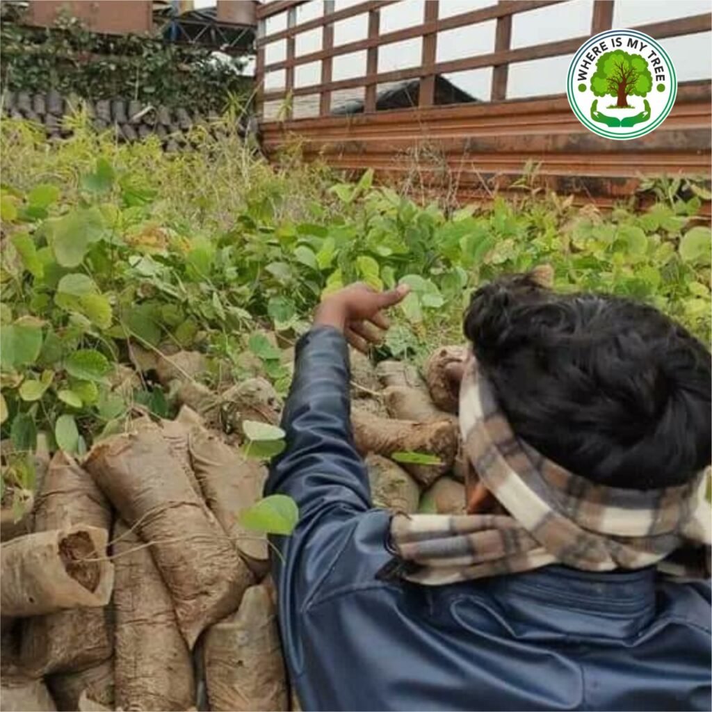 Trees that Thrive in Poor Soil Conditions... - Whereismytree