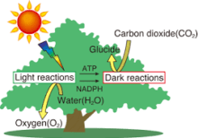 Carbon Sequestration: How Trees Absorb and Store Carbon... - Whereismytree