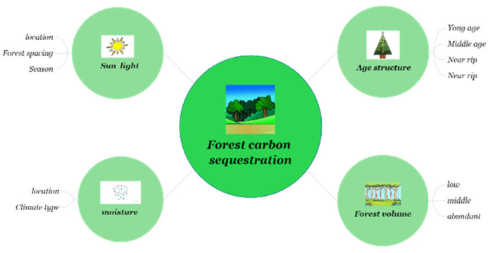 Carbon Sequestration: How Trees Absorb and Store Carbon... - Whereismytree