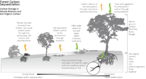 Carbon Sequestration: How Trees Absorb and Store Carbon... - Whereismytree