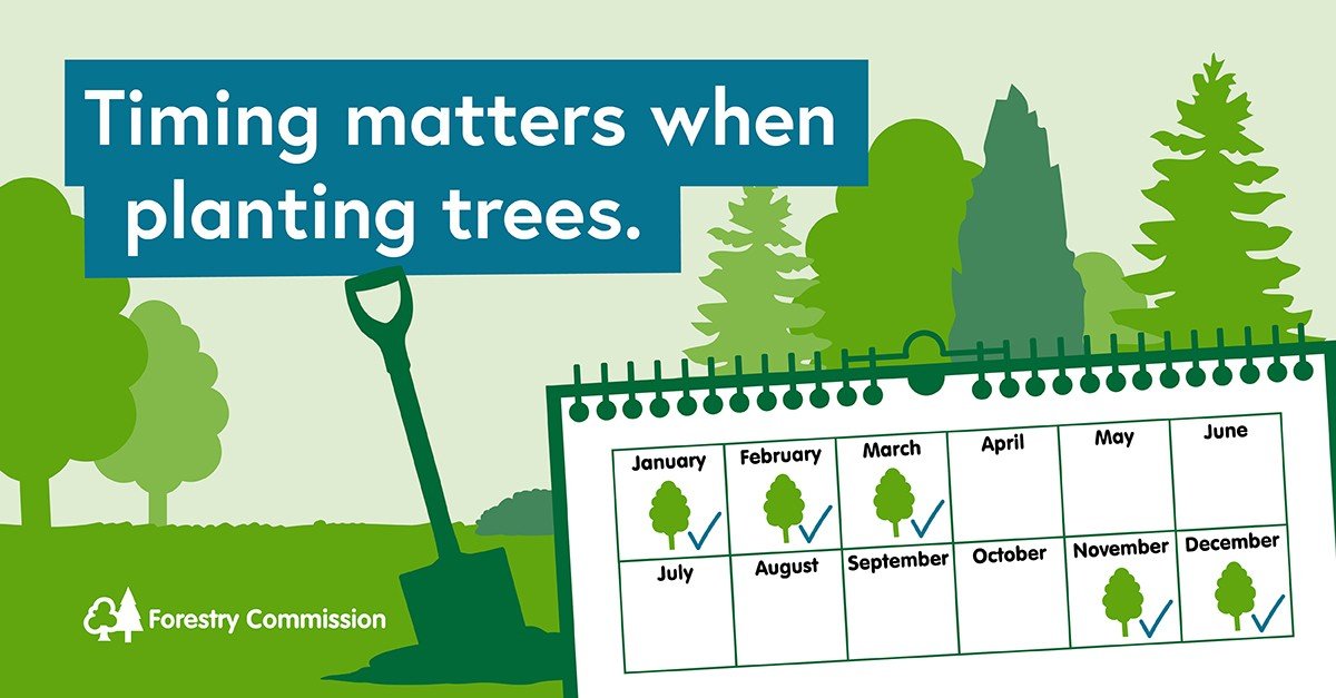 The Best Time to Plant Trees: Seasonality Tips - Whereismytree